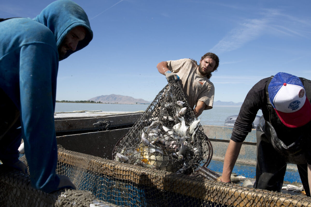 After many years, Utah Lake’s carp removal project starting to see some ...